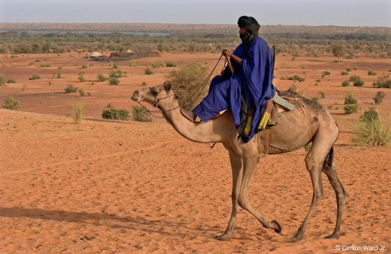 Mali Elephant Project | WILD Foundation