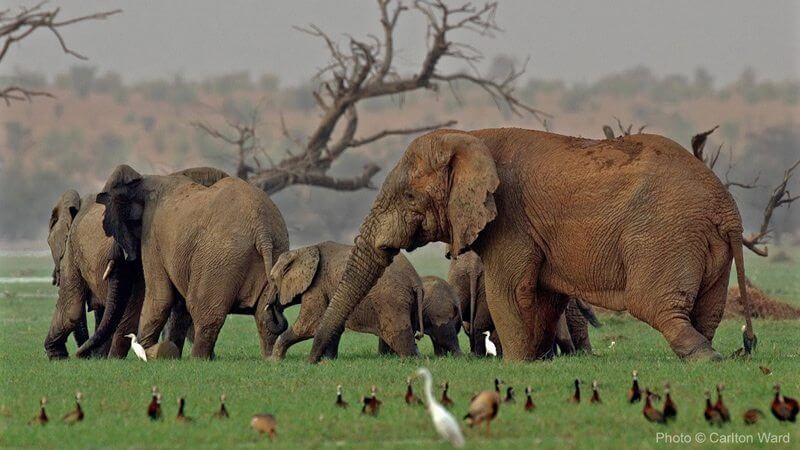 MEP: The Elephants of Mali | WILD Foundation