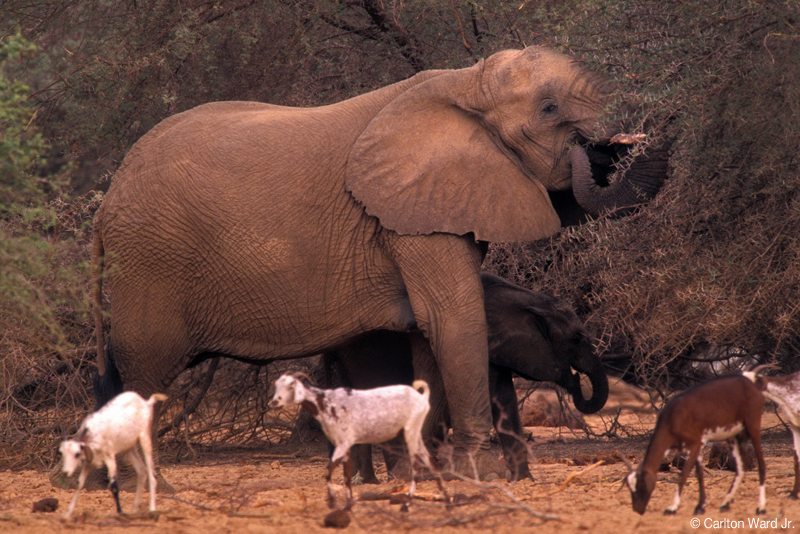 MEP: The Elephants of Mali | WILD Foundation